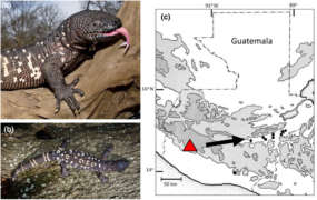 The Guatemalan beaded lizard and its complete genome - Zoo Atlanta
