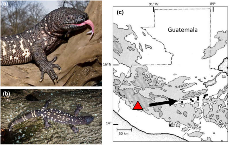 The Guatemalan beaded lizard and its complete genome - Zoo Atlanta