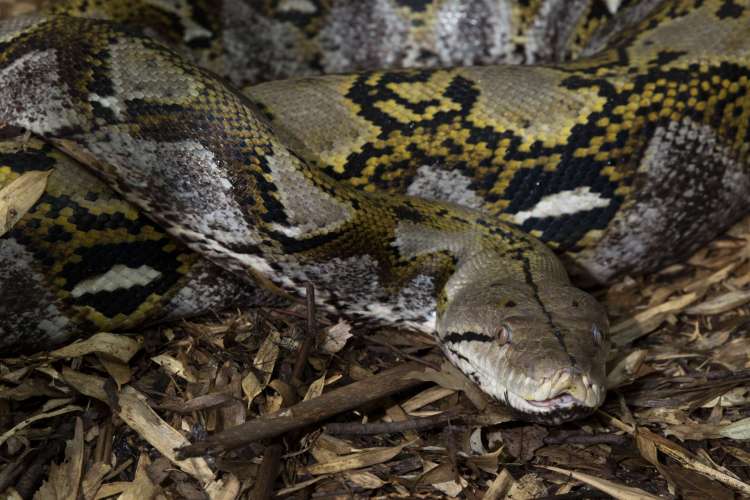 Reticulated Python Teeth Size