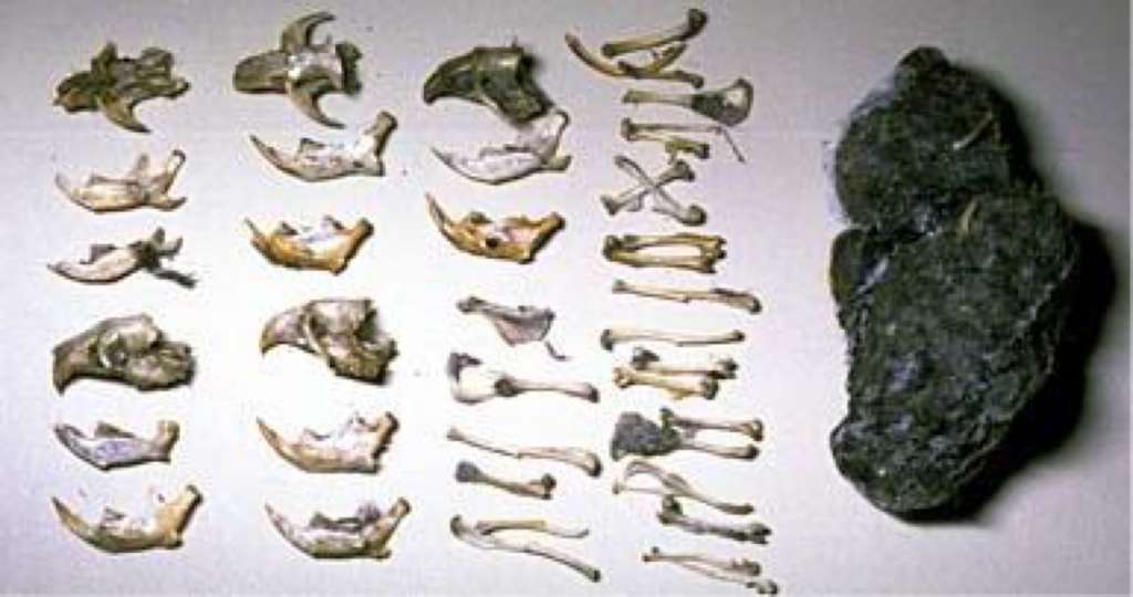 Rodent Bones - Zoo Atlanta