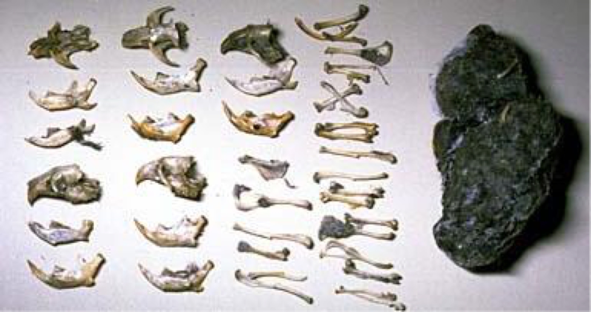 Rodent Bones - Zoo Atlanta