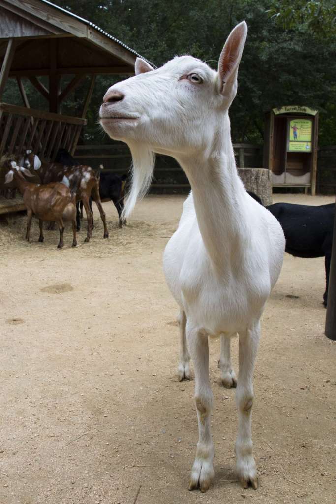 First steps in training - Zoo Atlanta