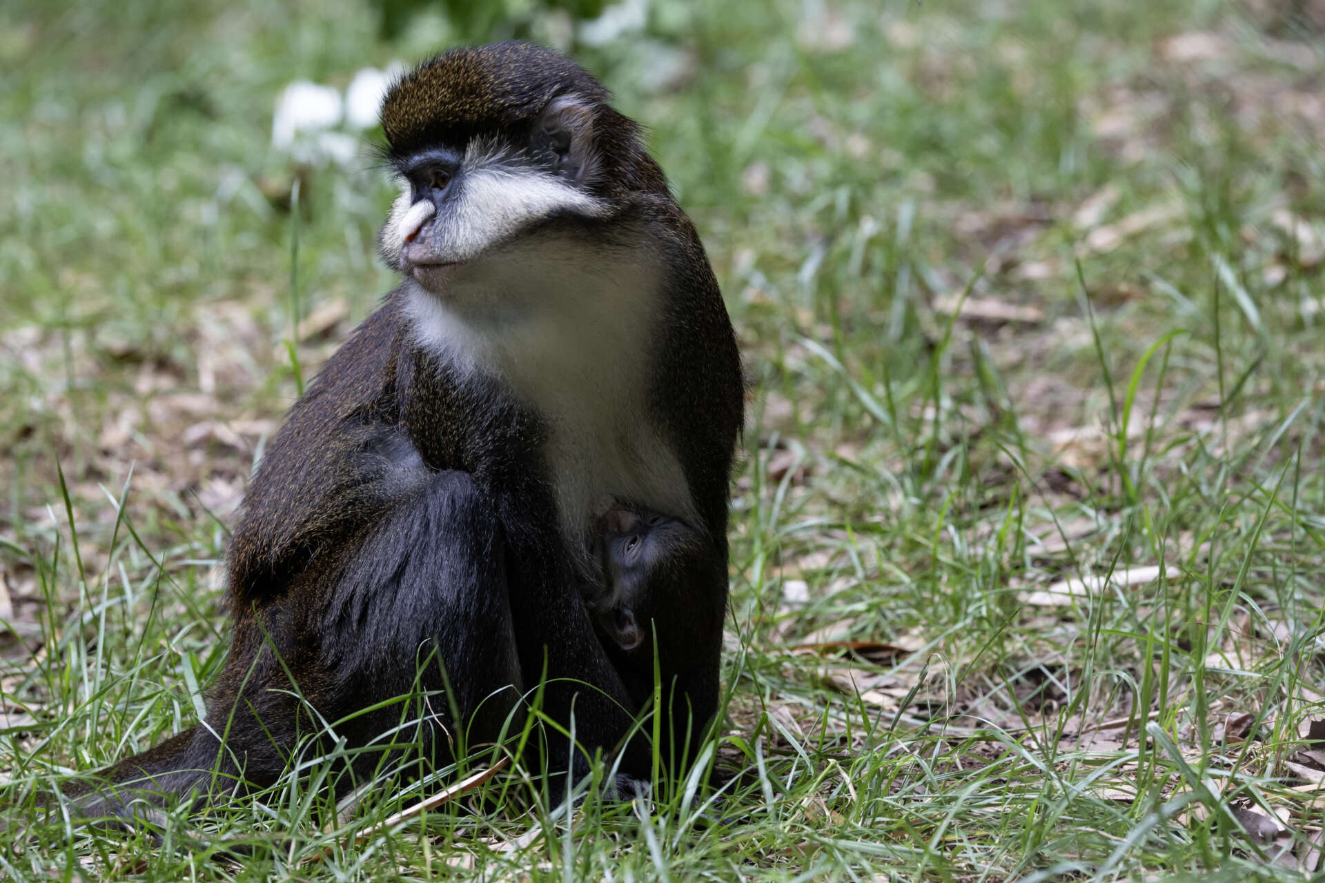 SCHMIDT’S GUENON BORN AT ZOO ATLANTA - Zoo Atlanta