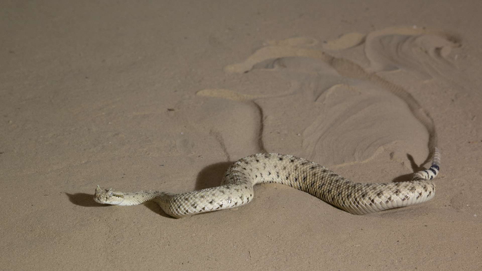 Snake scales are really cool! - Zoo Atlanta