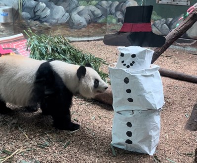 Panda Updates- Monday, December 5 - Zoo Atlanta