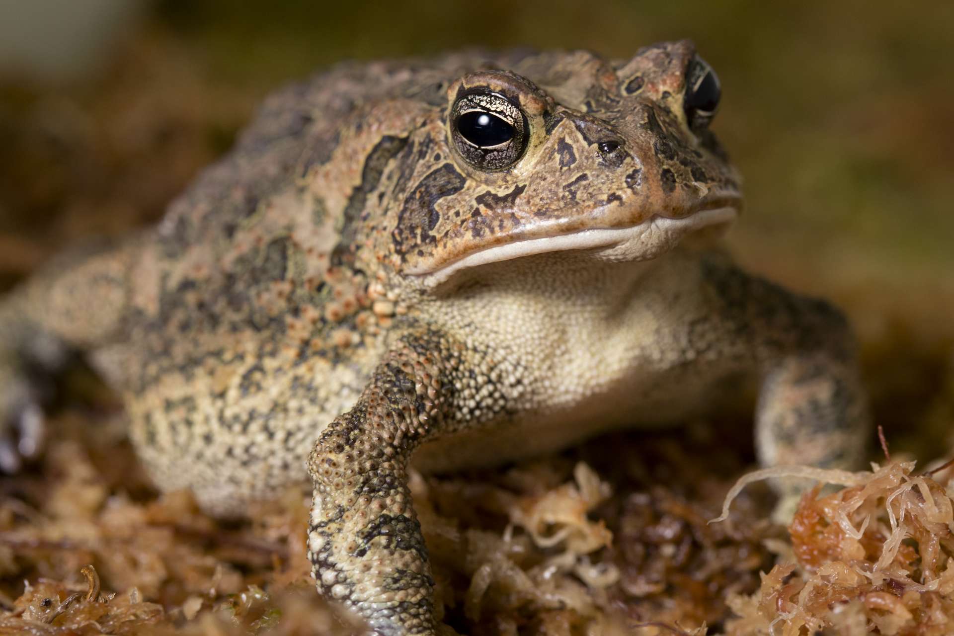 Frog v. toad: A confusing case of rules and exceptions - Zoo Atlanta