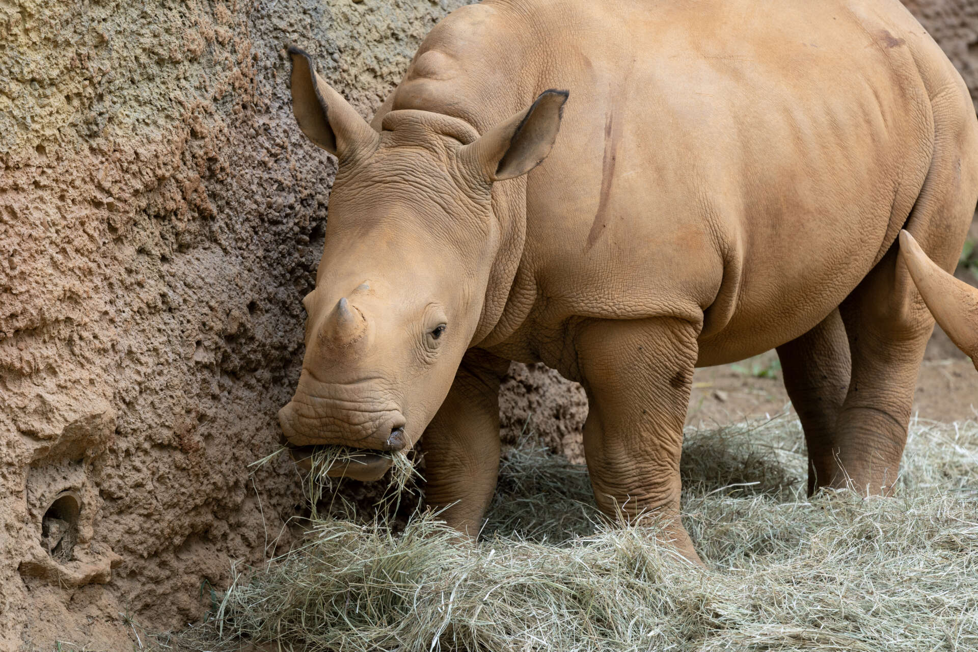 Introducing a new rhino crash - Zoo Atlanta
