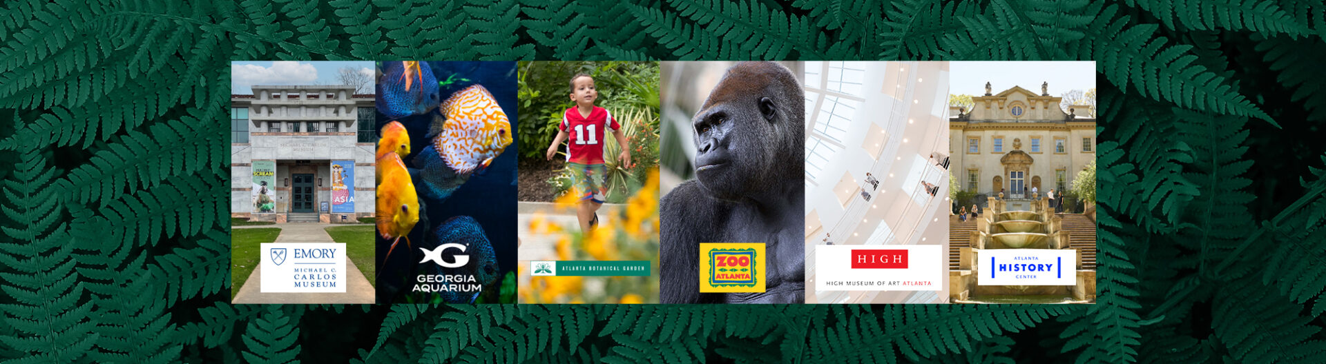 STEAM Teacher Series - Zoo Atlanta