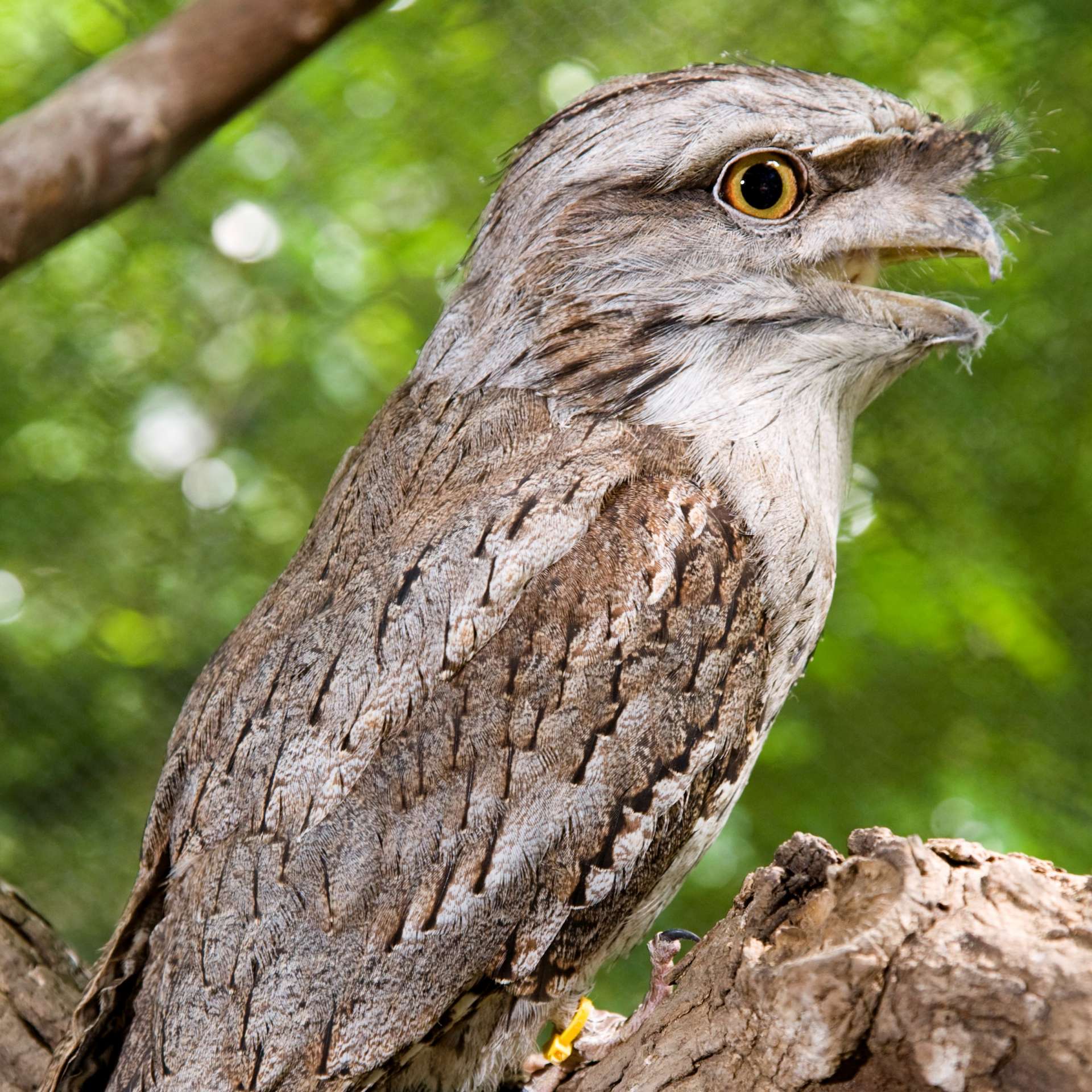 Bird nerd: Beak geek! - Zoo Atlanta