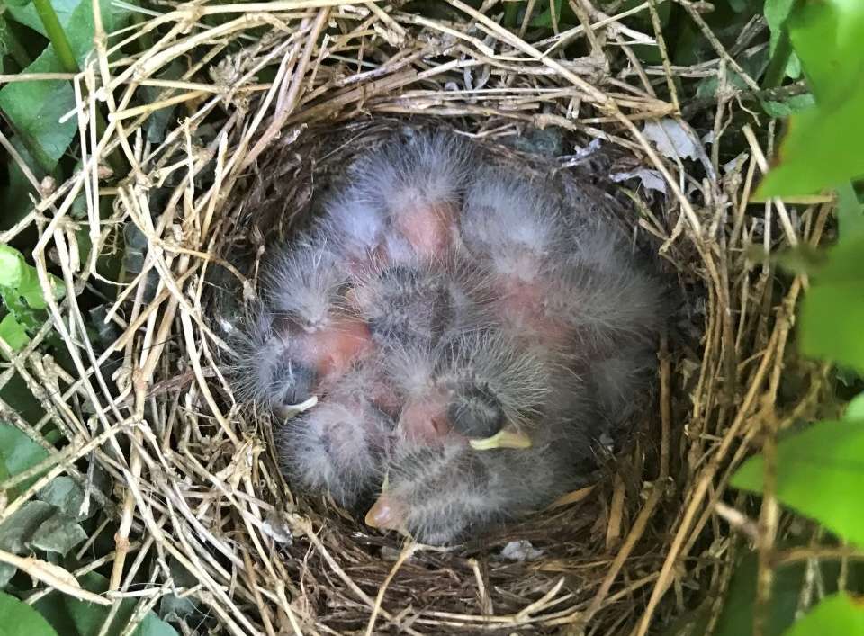 Little Beaks, Big Hearts: A Guide to Caring for Baby Birds - Zoo Atlanta
