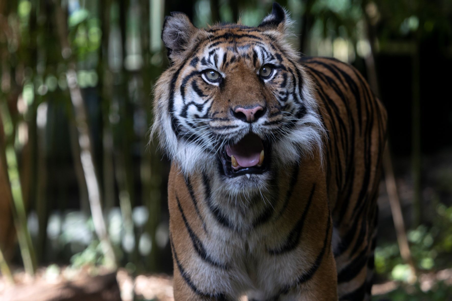 ZOO ATLANTA IS SADDENED BY THE PASSING OF CHELSEA THE SUMATRAN TIGER ...