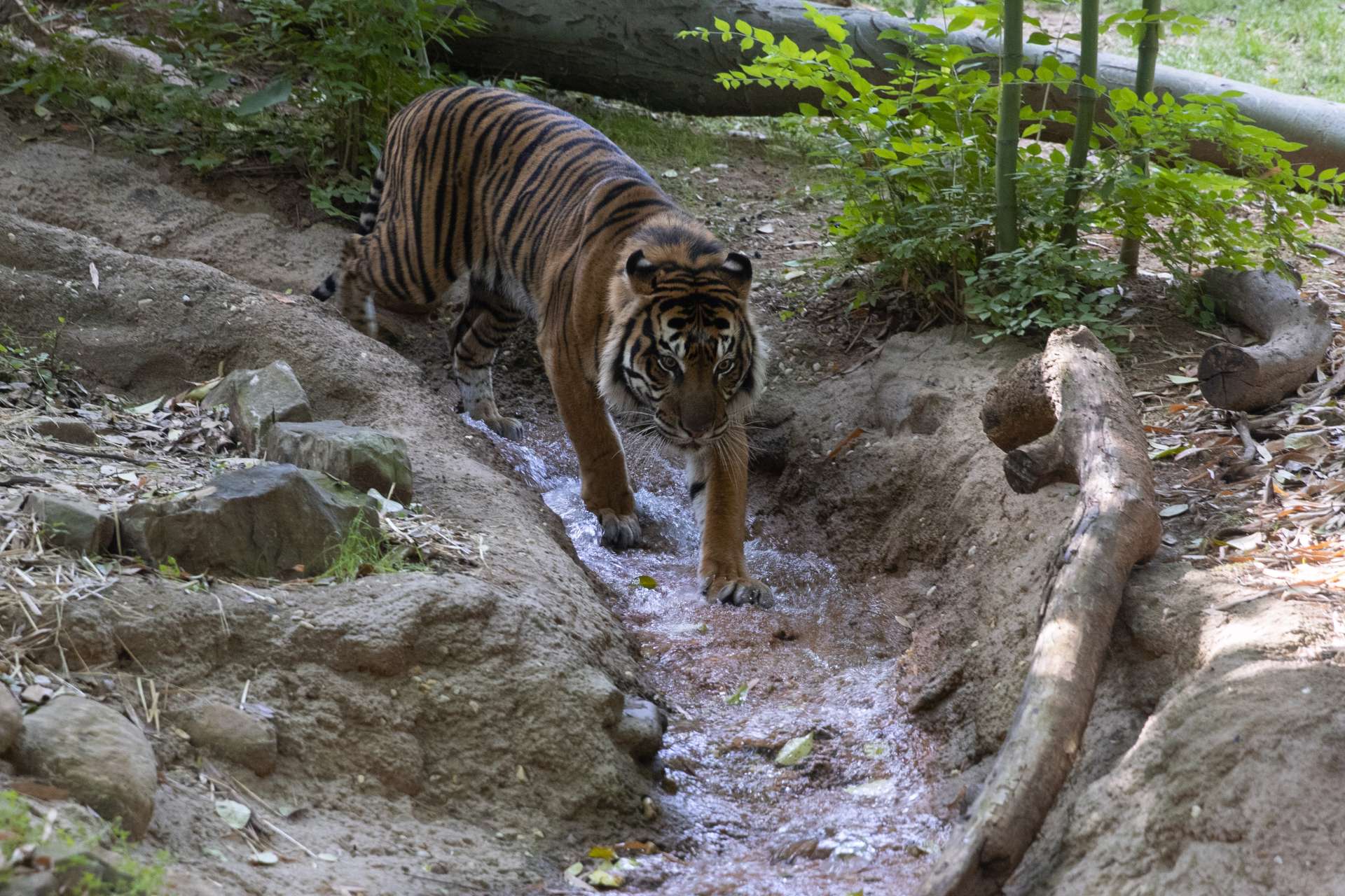 Earth Overshoot Day - Zoo Atlanta