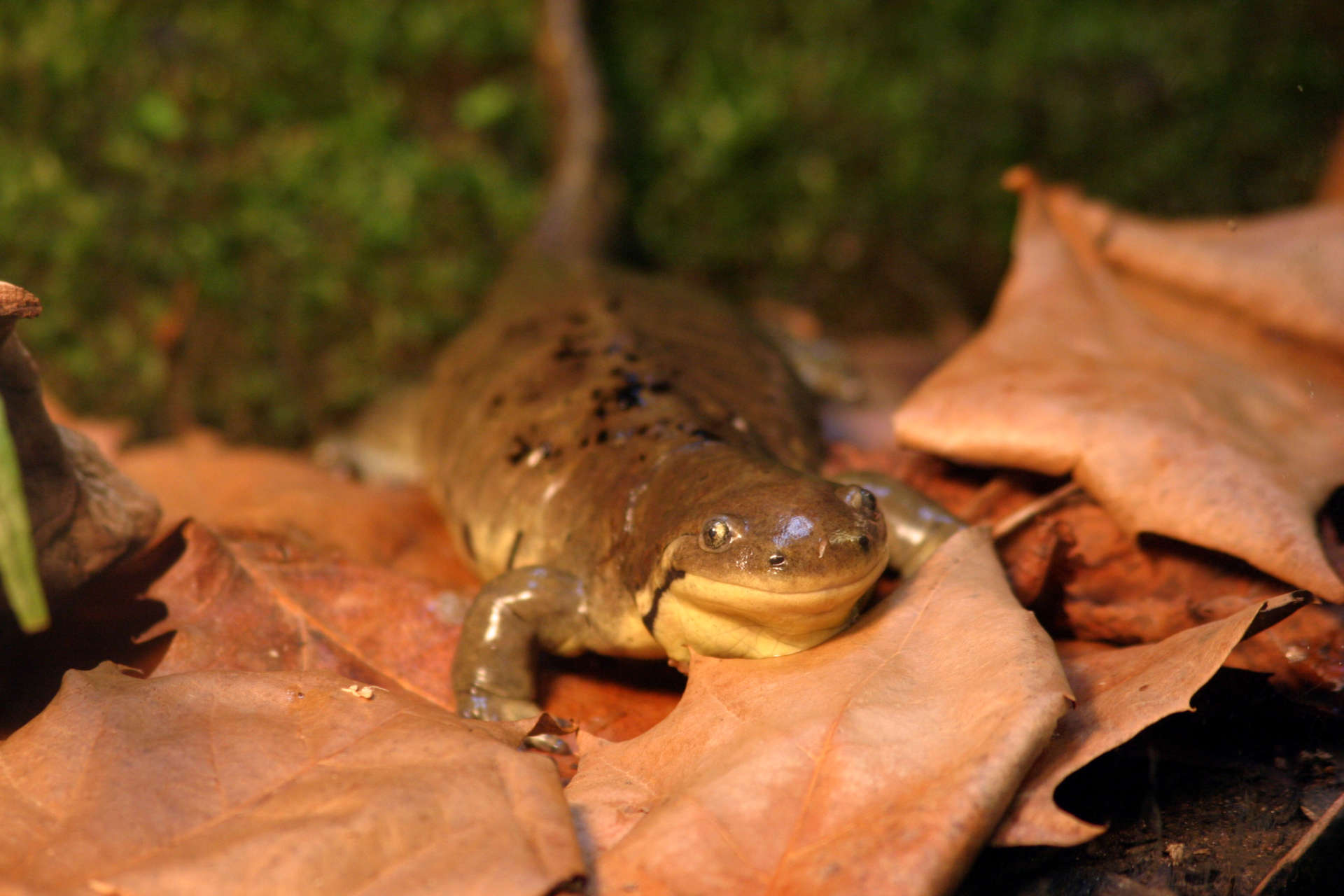 The salamander’s amazing transformation - Zoo Atlanta