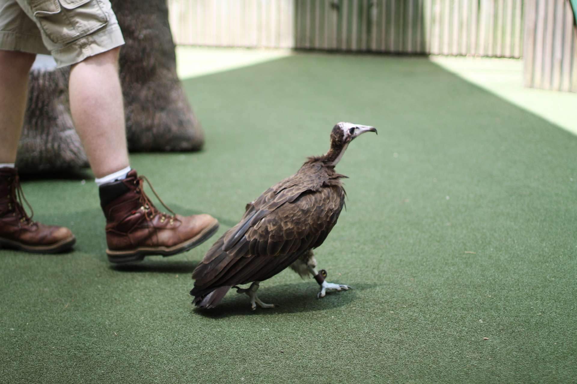 Bald is beautiful - Zoo Atlanta