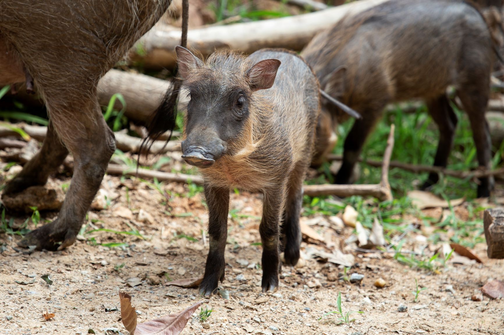 Warthog piglets’ first adventures in habitat! - Zoo Atlanta