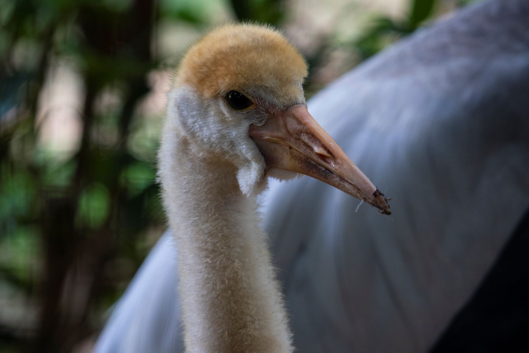 THE ZOO'S FIRST WATTLED CRANE CHICK - Zoo Atlanta