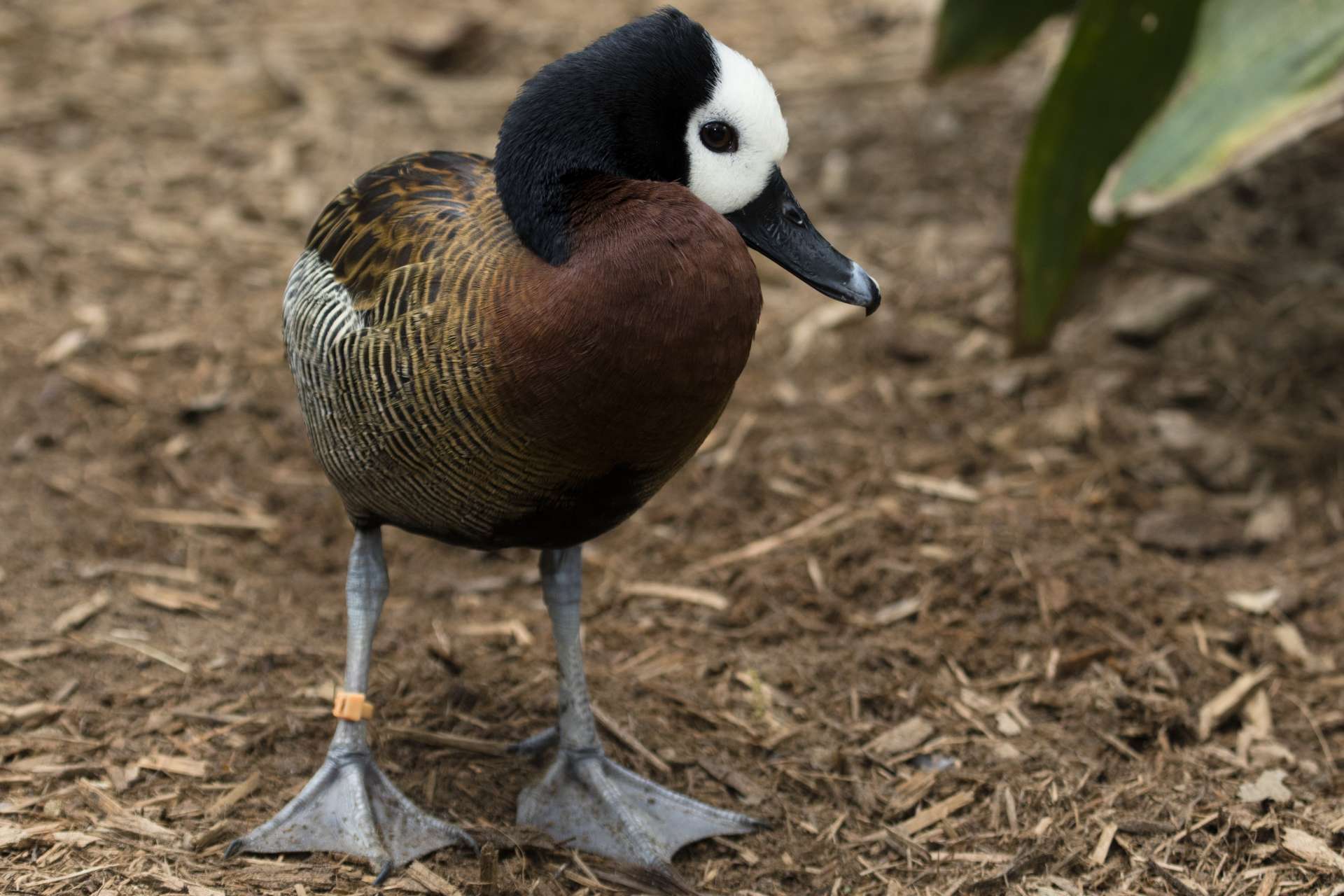 Managing birds in mixed-species aviaries - Zoo Atlanta