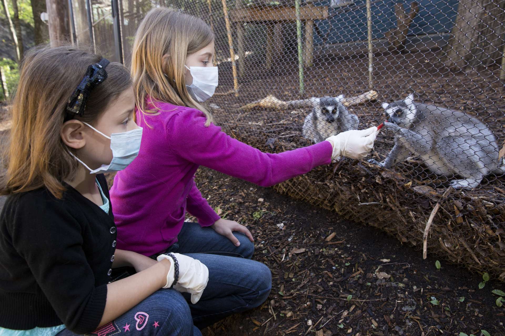 Wild Encounter: Lemur - Zoo Atlanta