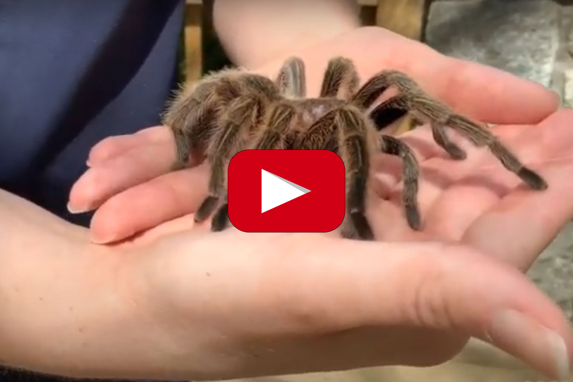 Invertebrate Edition: Tarantula - Zoo Atlanta