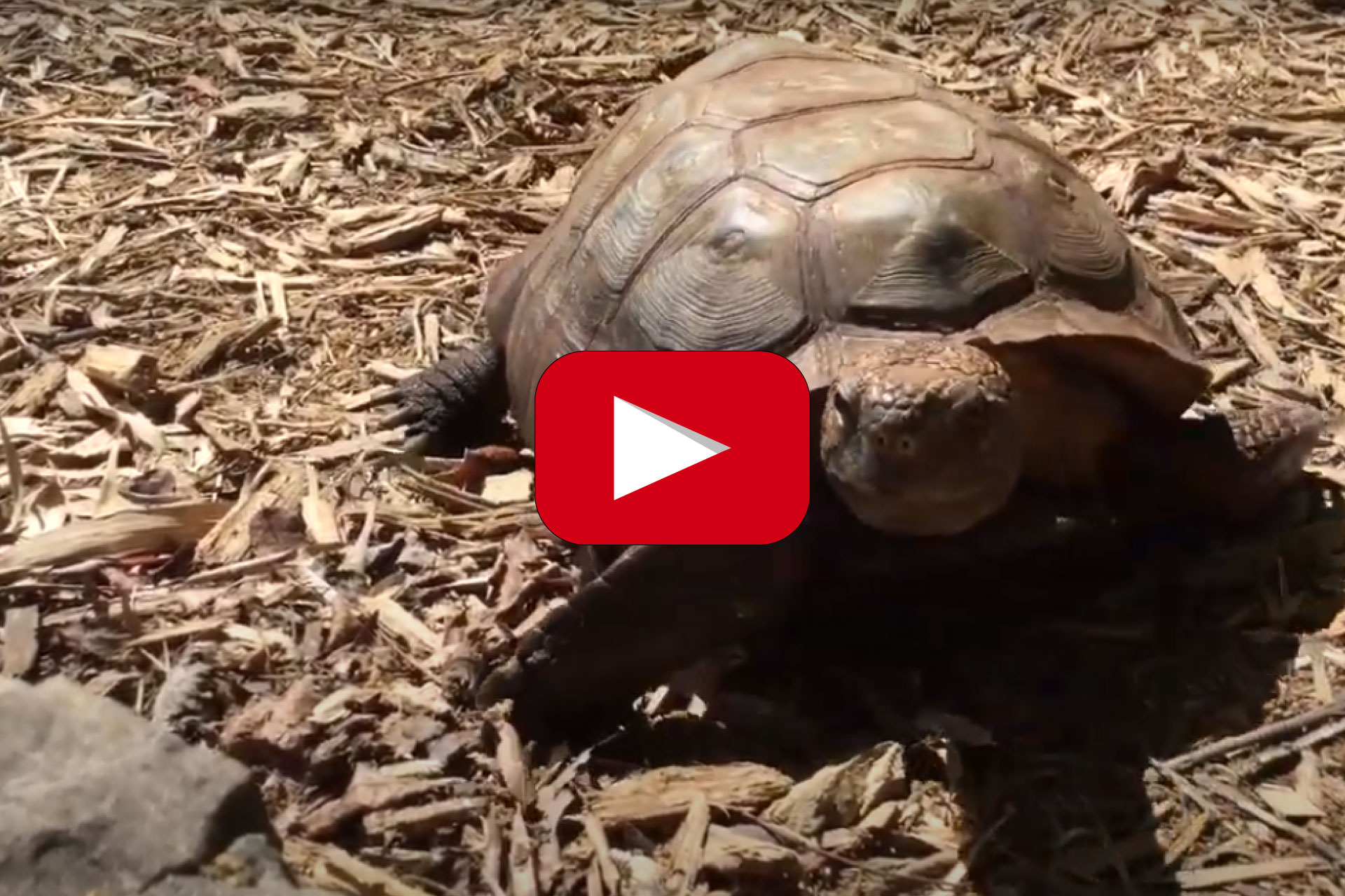 Keystone Species: Gopher Tortoise - Zoo Atlanta