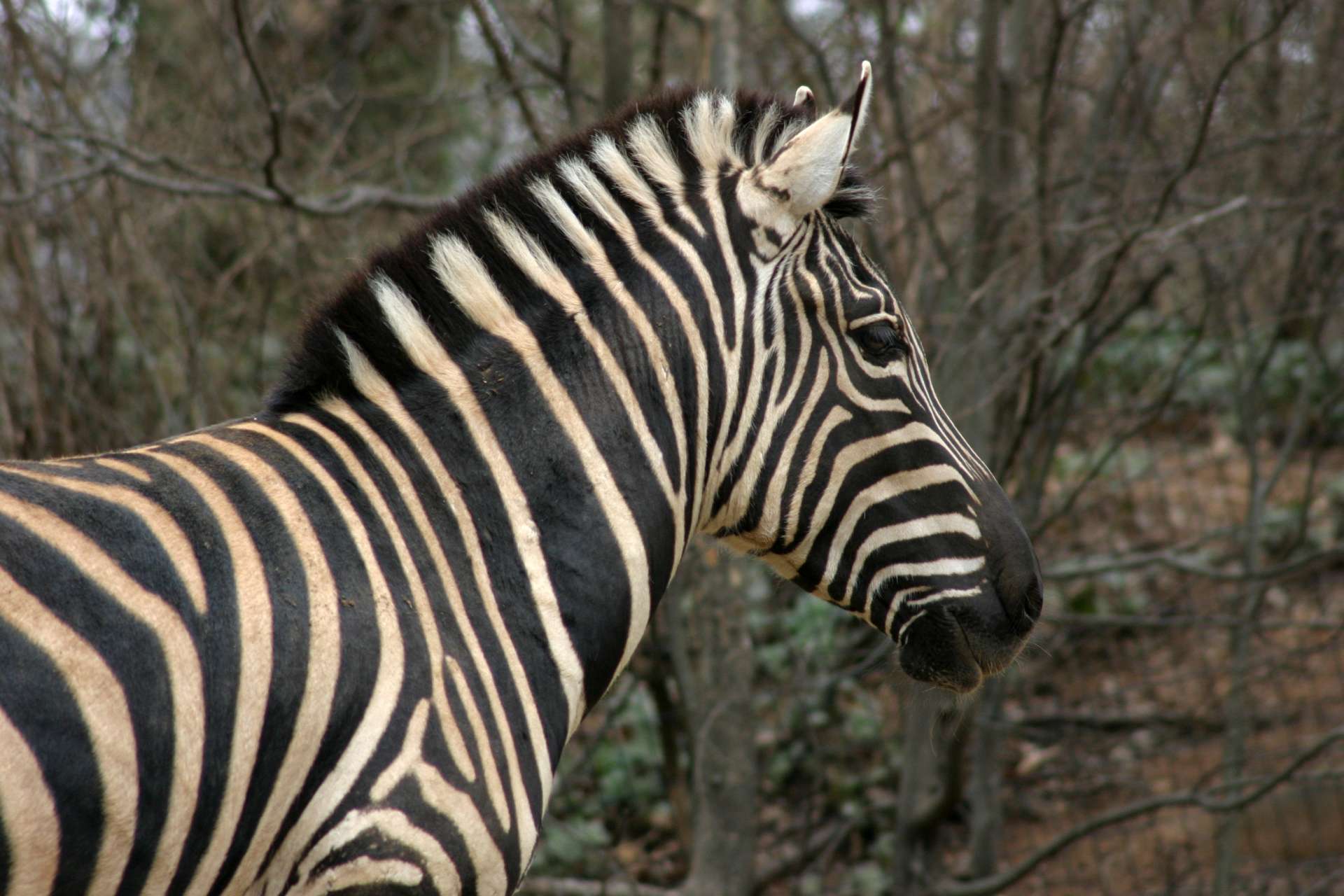 Biodiversity comes alive - Zoo Atlanta