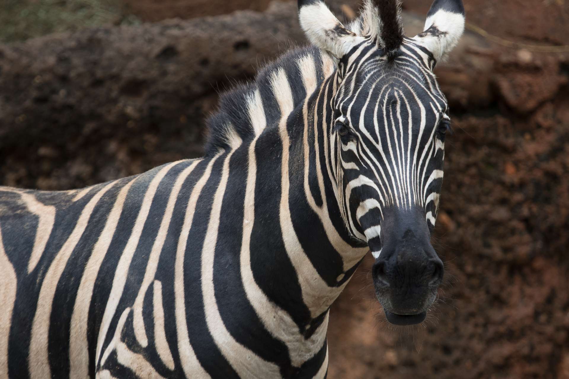 Exciting new ideas for exciting new spaces - Zoo Atlanta