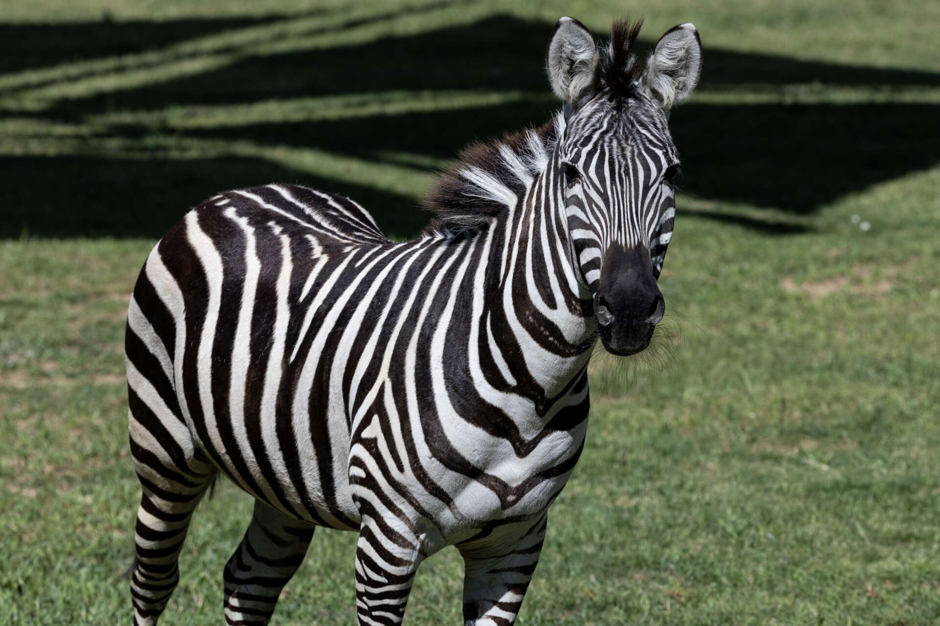 Imara: Slow and steady wins the race - Zoo Atlanta